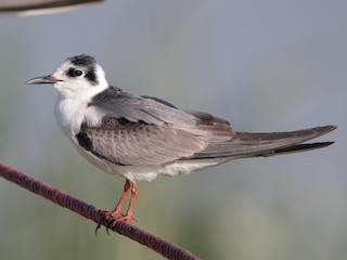 White-winged Tern - eBird