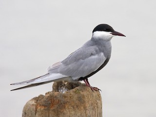 Whiskered Tern - eBird