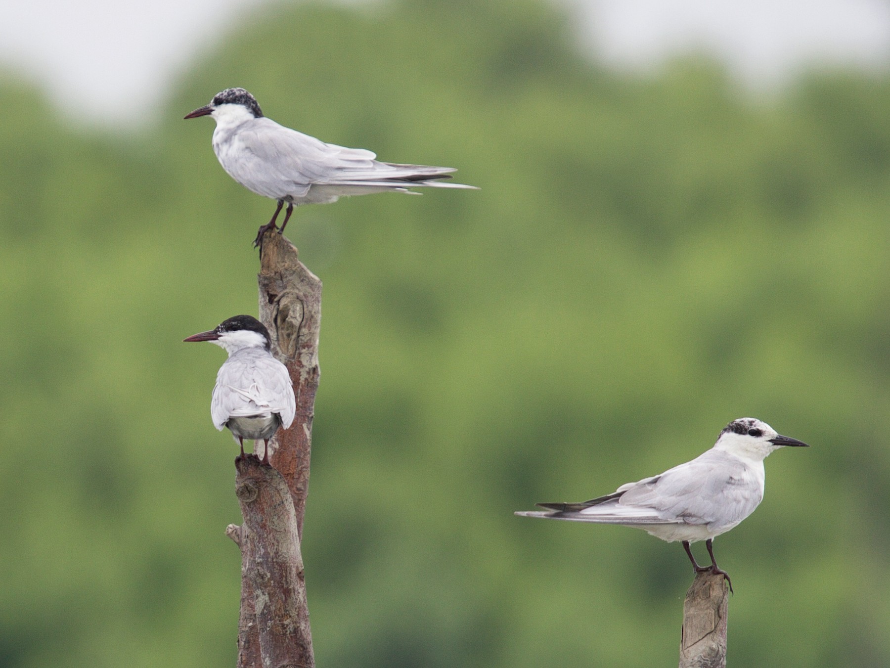 Whiskered Tern - eBird