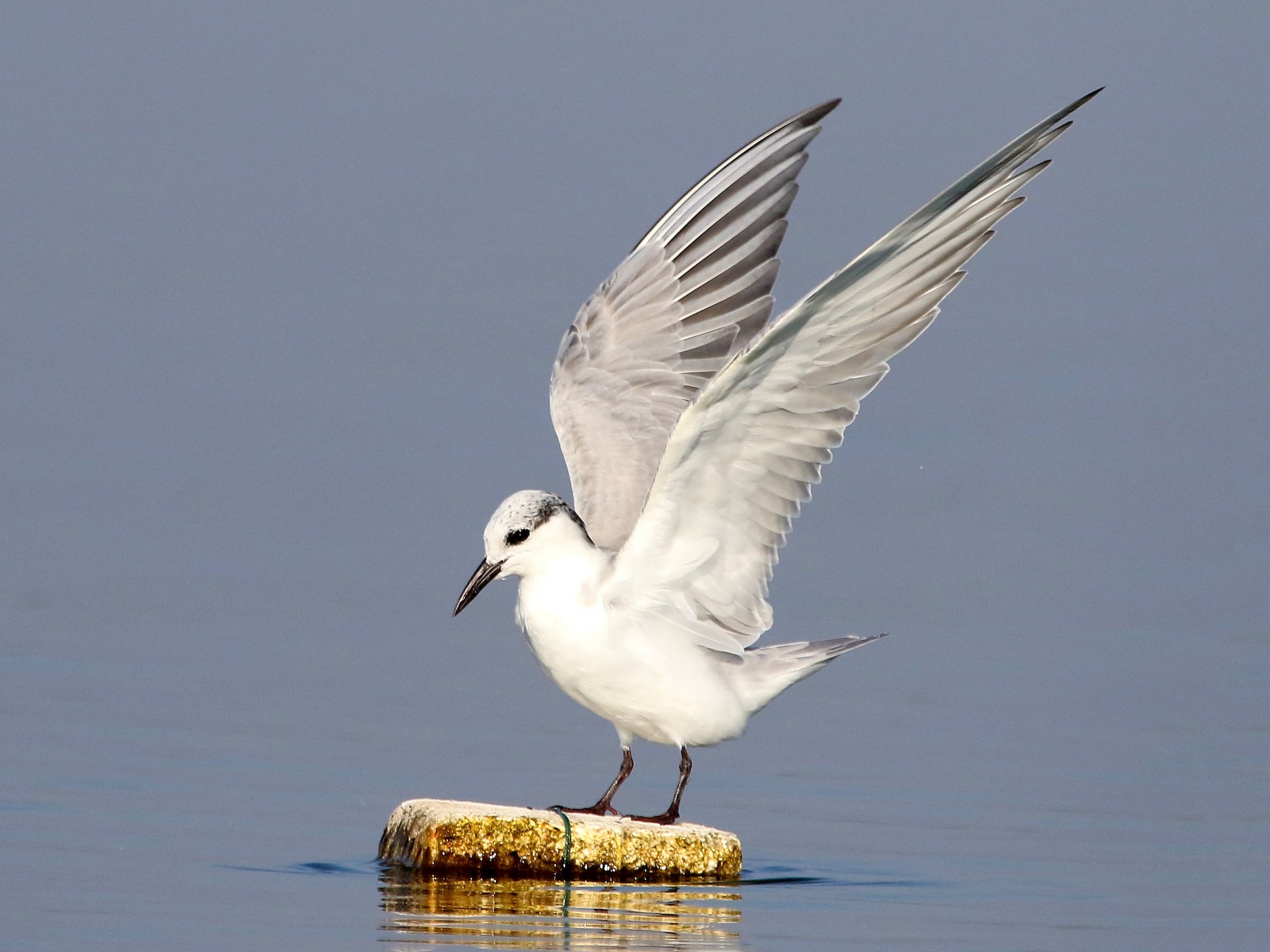 Whiskered Tern - eBird