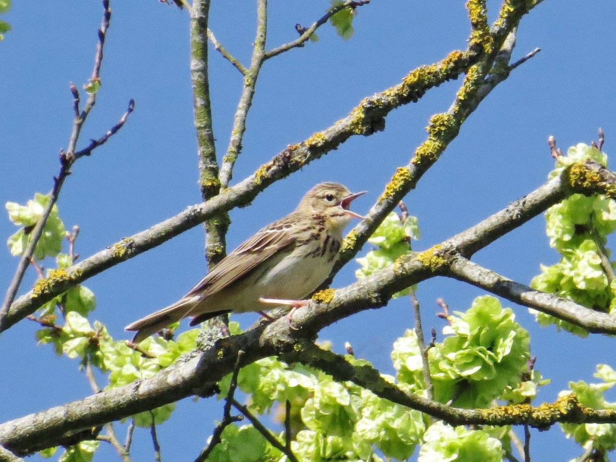 Tree Pipit - eBird