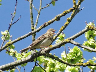 Tree Pipit - eBird