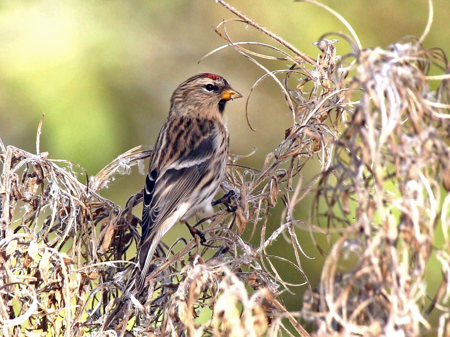 Lesser Redpoll - eBird