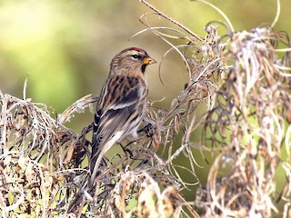 Redpoll (Lesser) - eBird