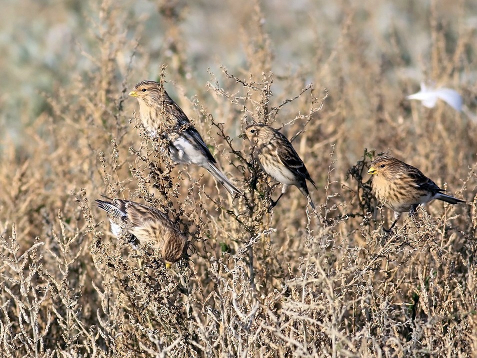 Twite - eBird