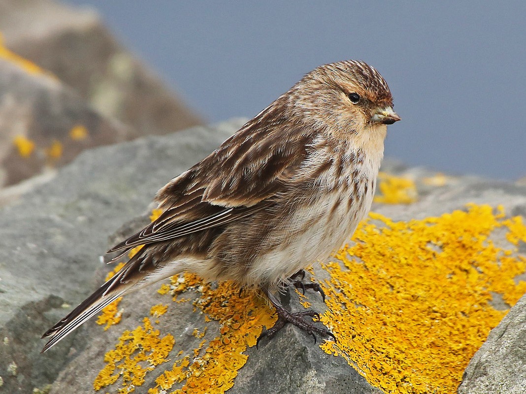 Twite - Linaria flavirostris - Birds of the World