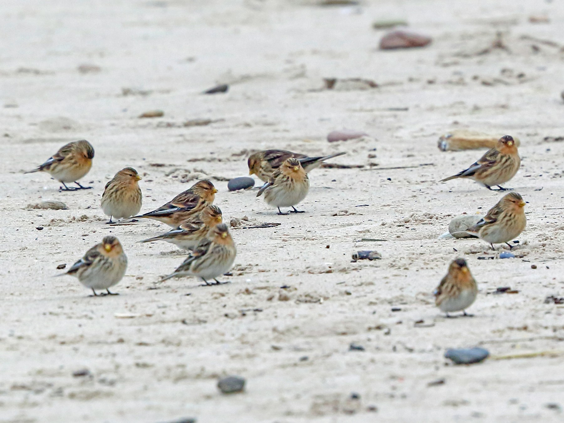 Twite - eBird