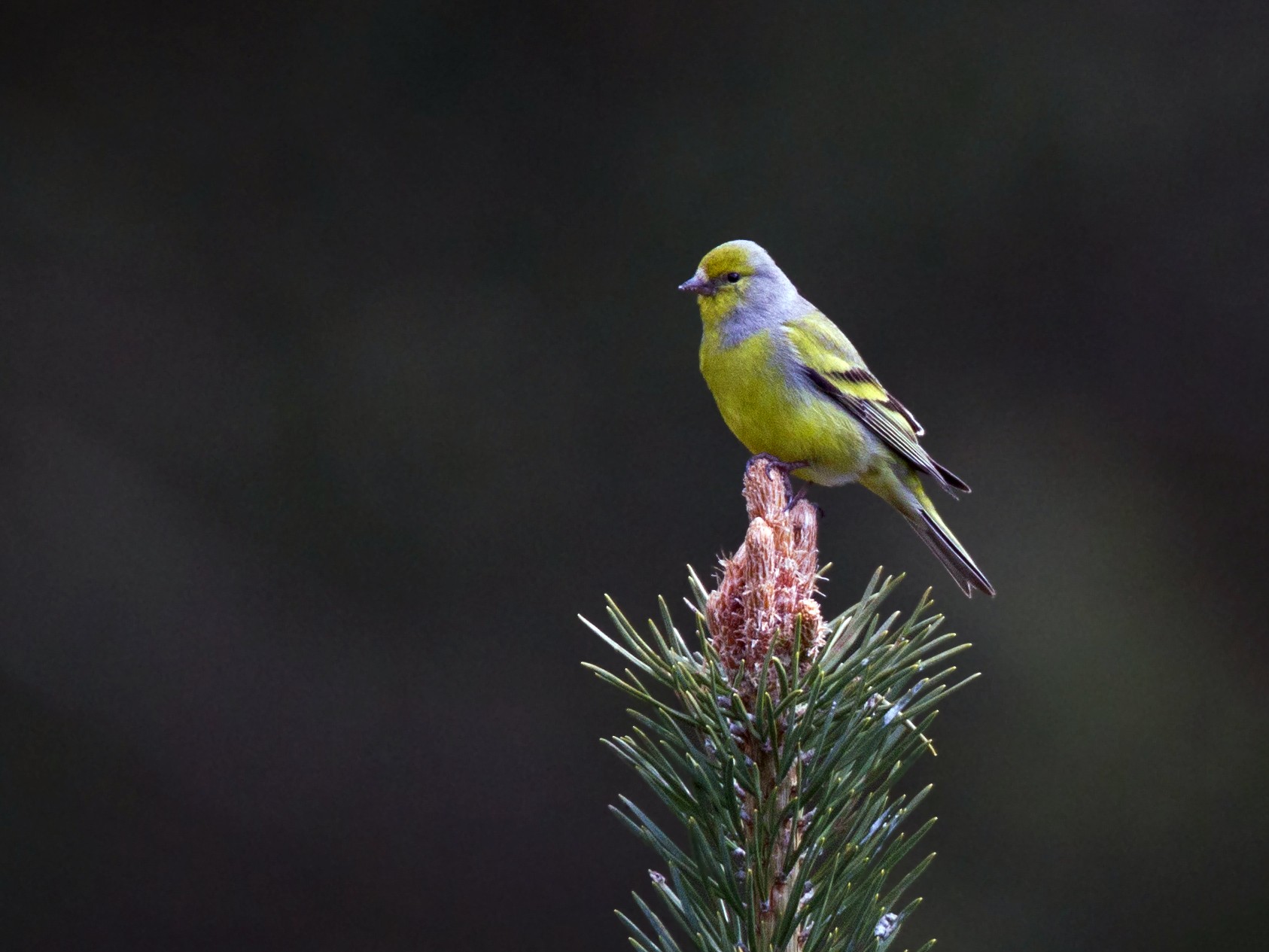 Citril Finch - eBird