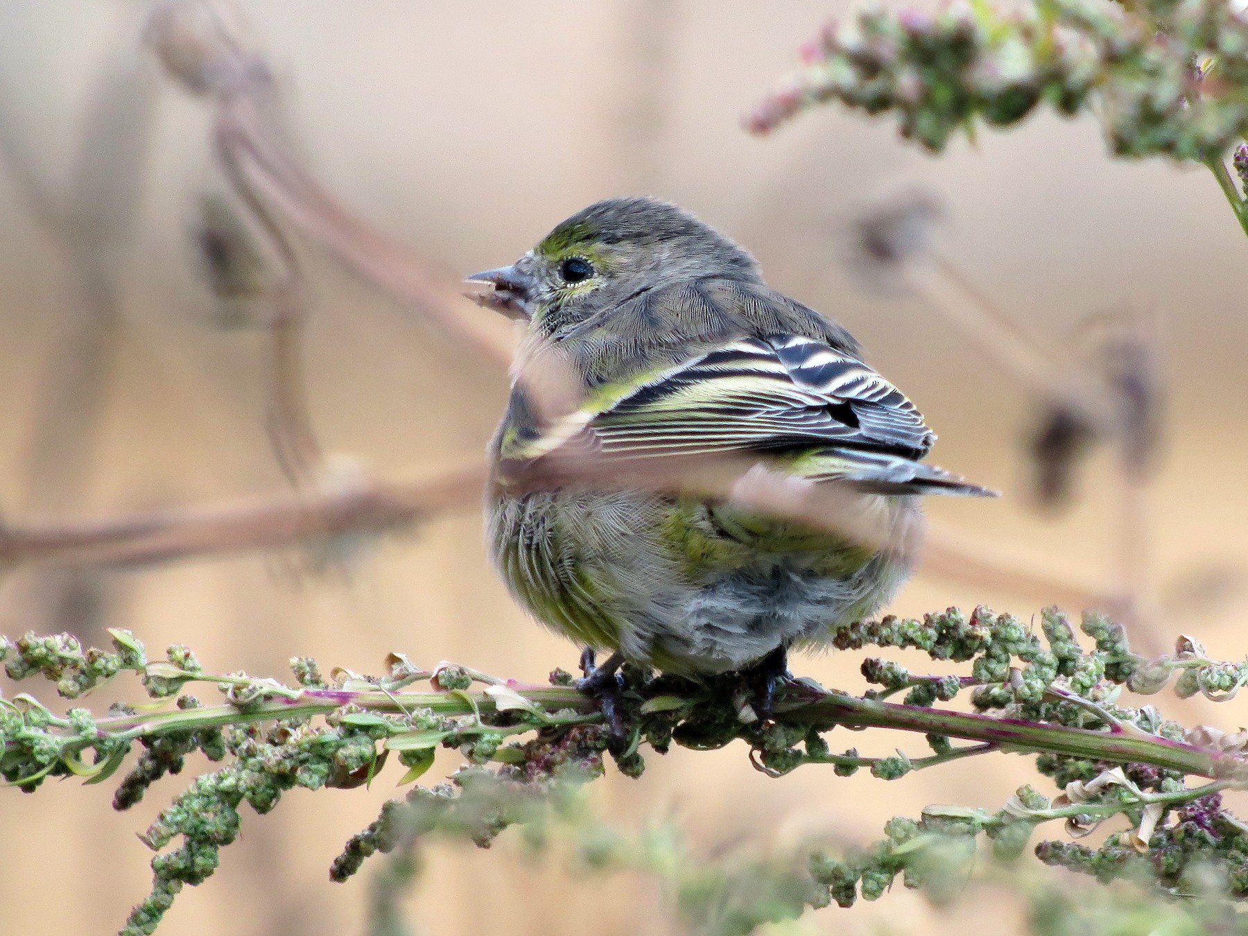Citril Finch - eBird
