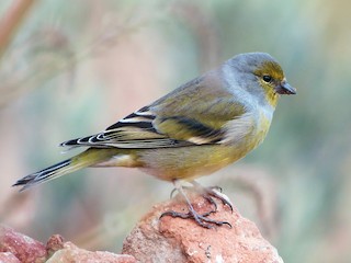 Citril Finch - Carduelis citrinella - Birds of the World