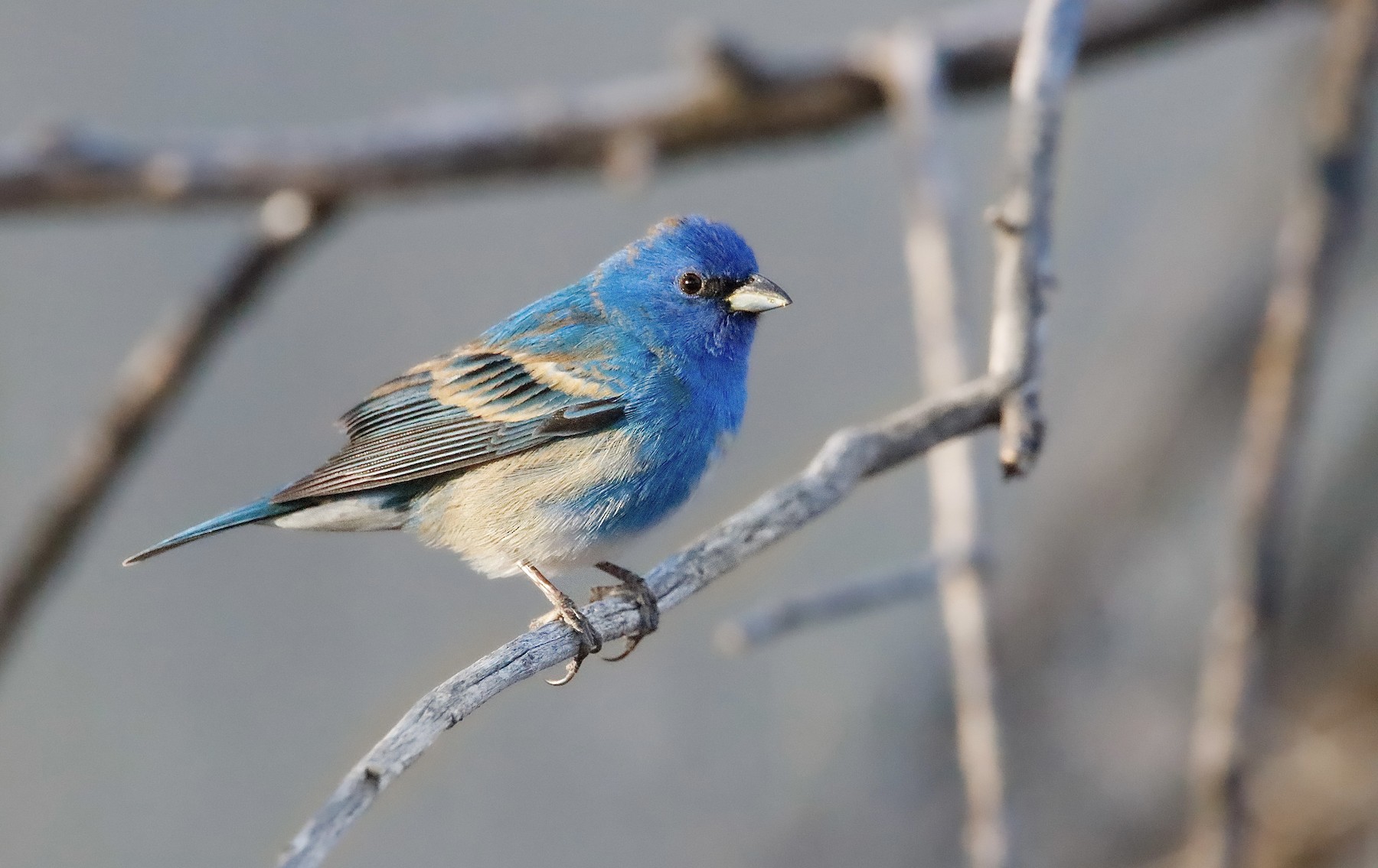 Lazuli x Indigo Bunting (hybrid) - eBird