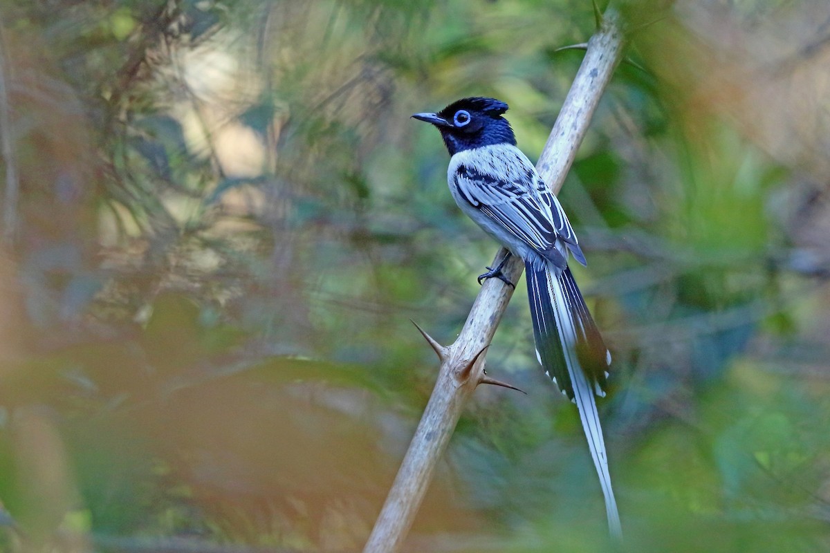 Malagasy Paradise-Flycatcher - Terpsiphone mutata - Birds of the World