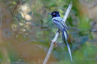 Malagasy Paradise-Flycatcher - Terpsiphone mutata - Birds of the World