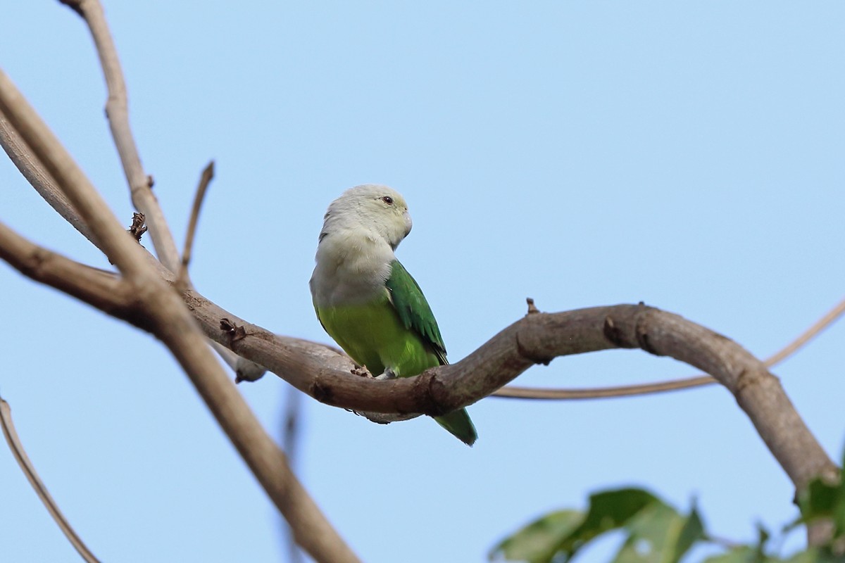 Gray-headed Lovebird - Agapornis canus - Birds of the World