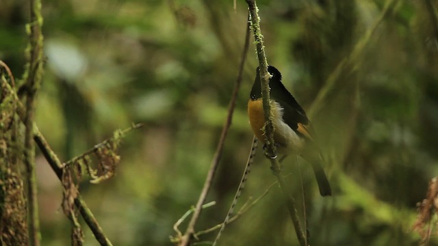 King Of Saxony Bird Of Paradise