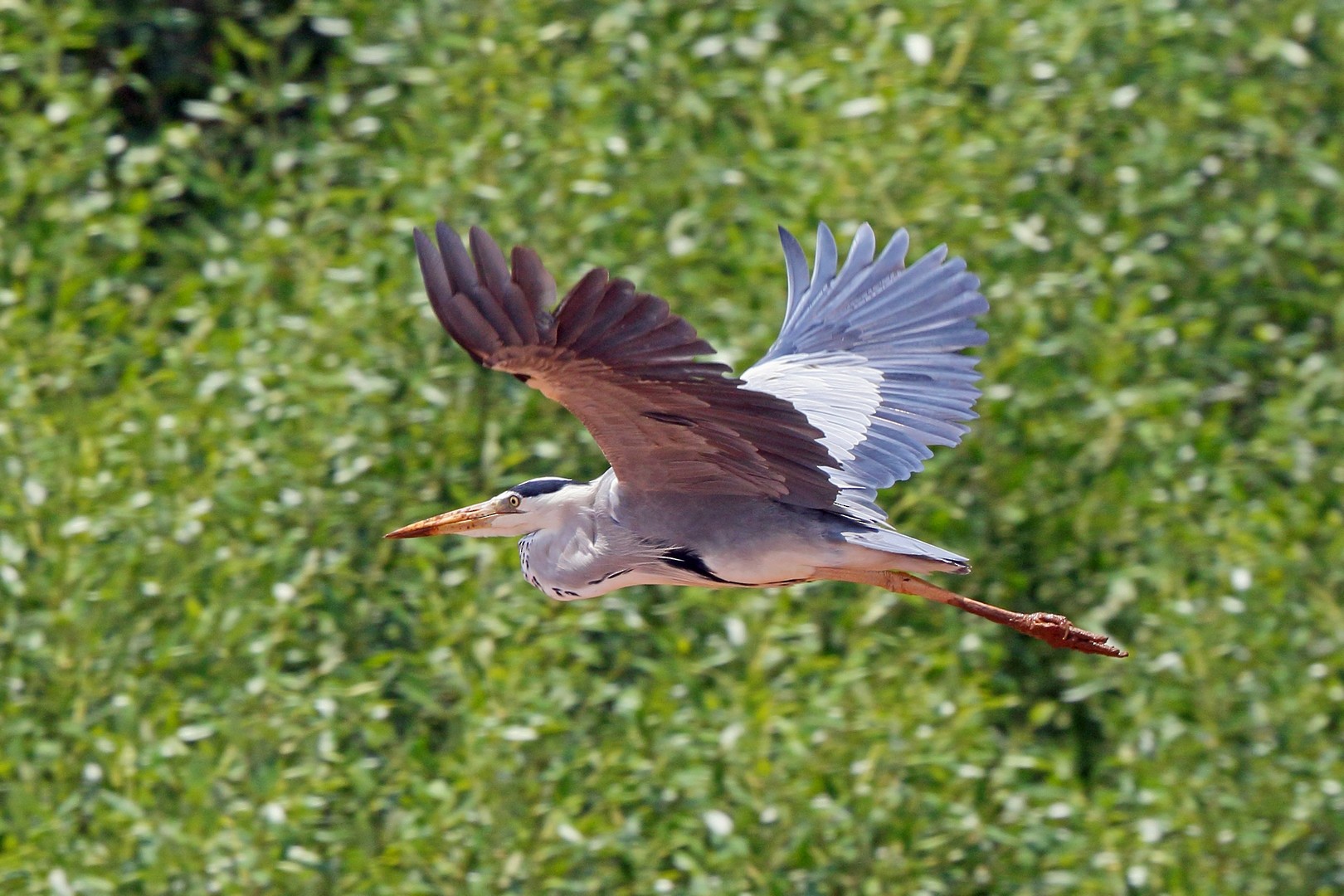 Garza Real (Banco de Arguin) - eBird