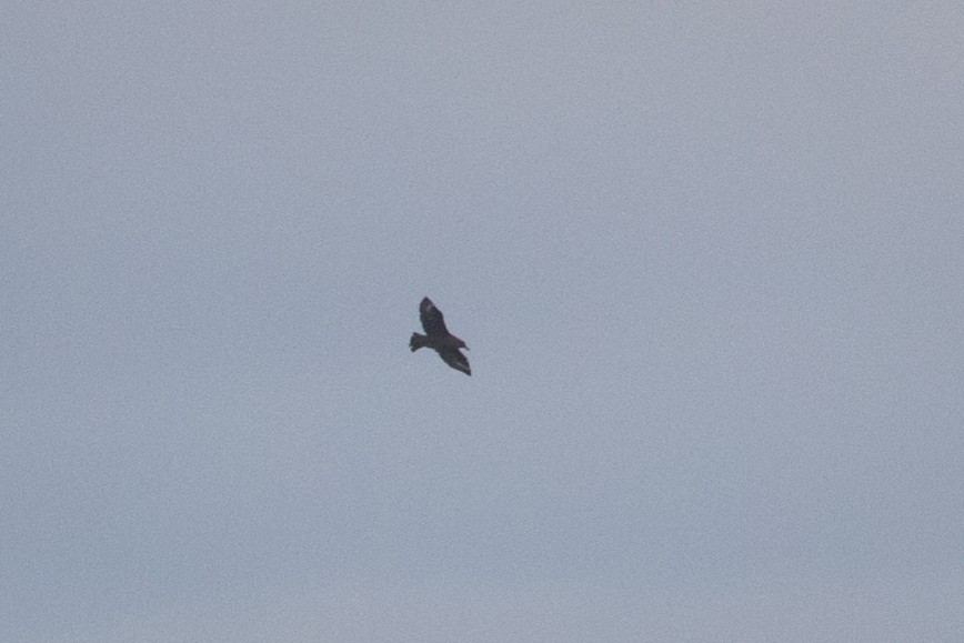 eBird Checklist - 3 Jul 2022 - Apollo Bay Headland - 26 species