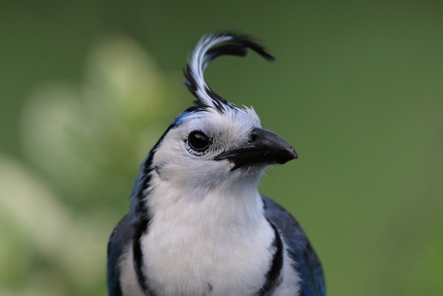 Photos - White-throated Magpie-Jay - Cyanocorax formosus - Birds of the ...