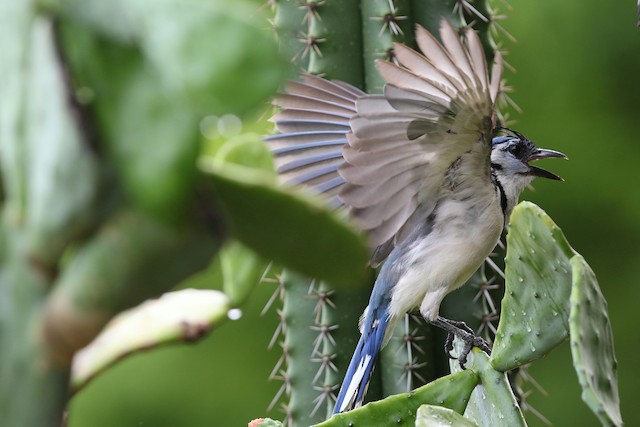 Photos - White-throated Magpie-Jay - Cyanocorax formosus - Birds of the ...