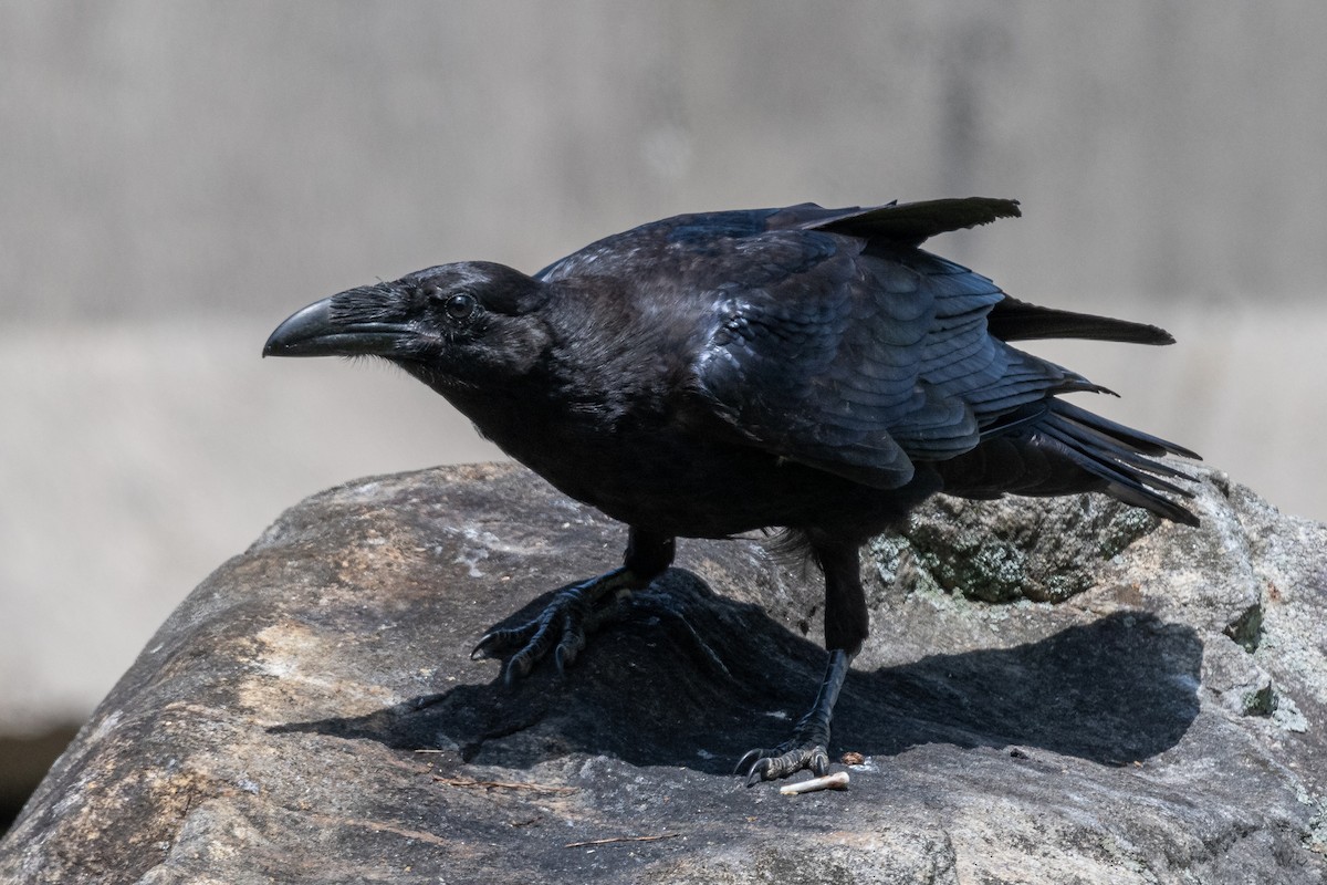 Species Spotlight - Common Raven - New York Breeding Bird Atlas