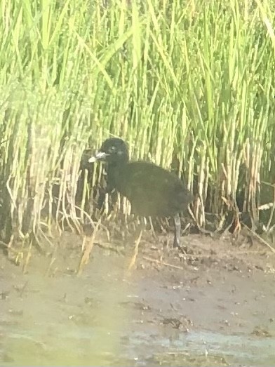 King x Clapper Rail (hybrid) - eBird