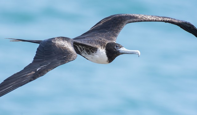 Frigatebird – Nature_Jottings