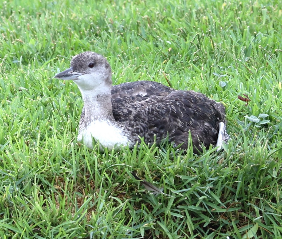 eBird Checklist - 5 Jul 2022 - Eden Isles - 19 species (+1 other taxa)