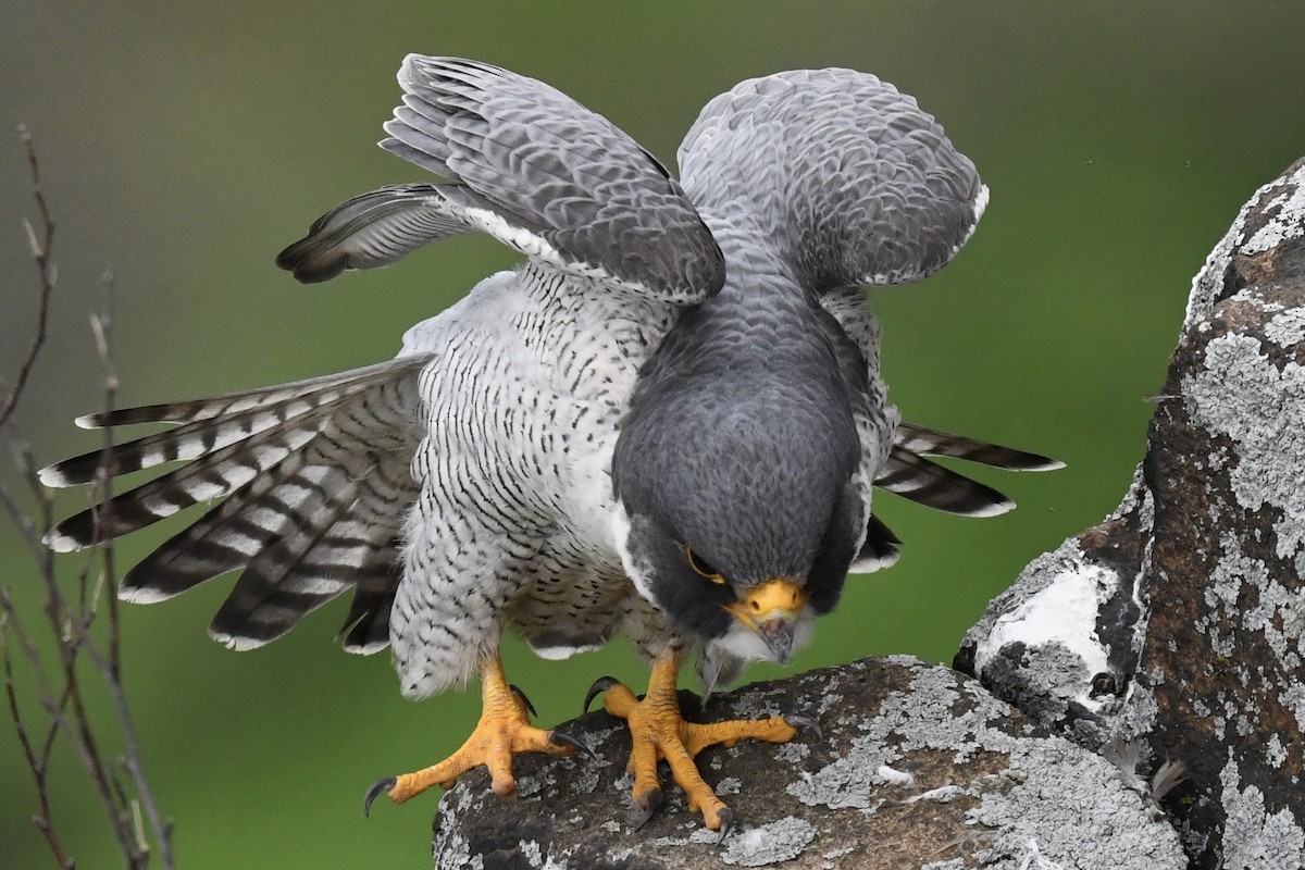 ML465670161 Peregrine Falcon Macaulay Library