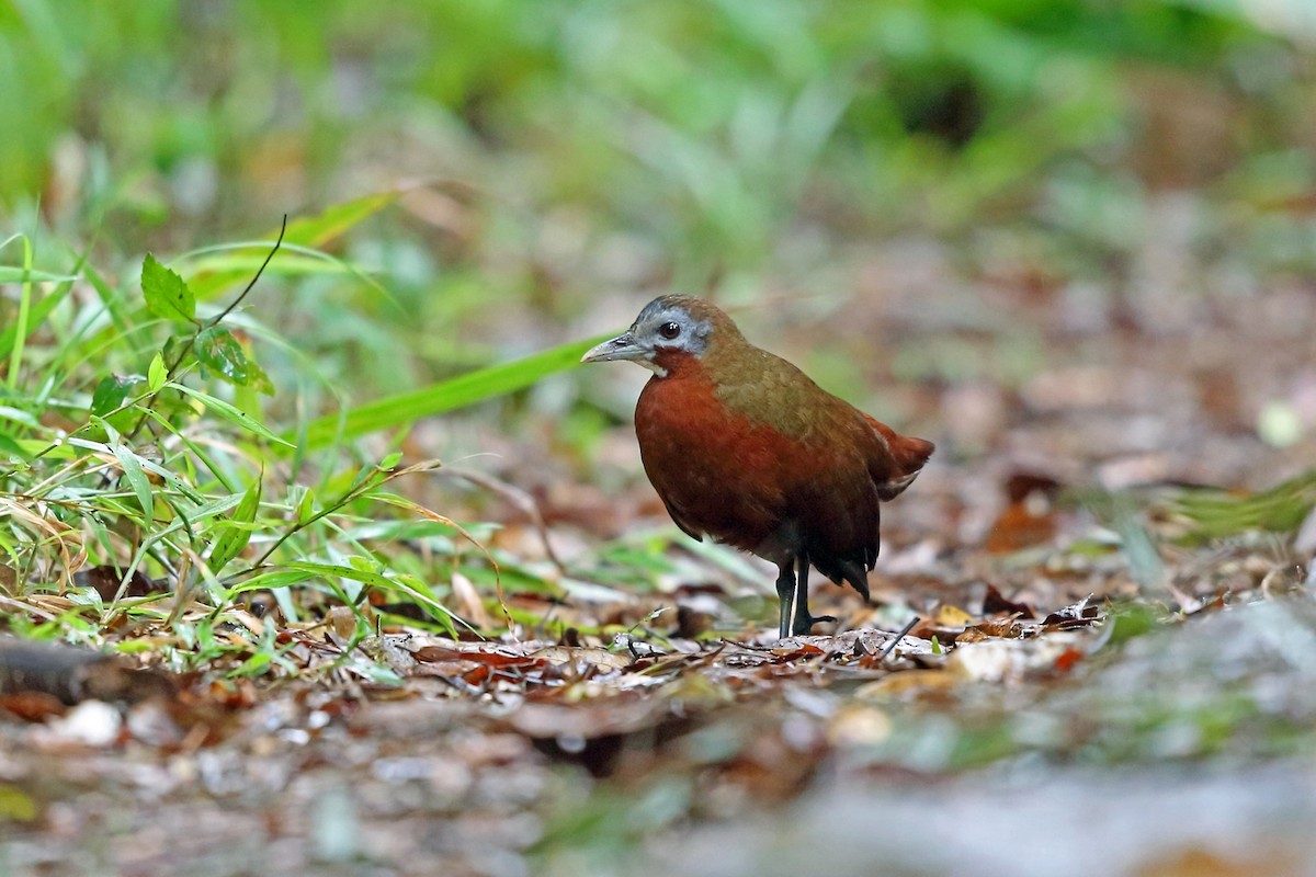 Madagascar Forest Rail - Mentocrex kioloides - Birds of the World