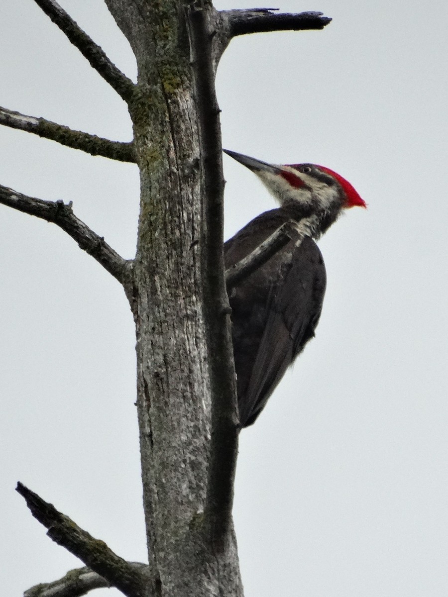 eBird Checklist - 4 Jul 2022 - Calgary--Weaselhead Natural Area - 46 ...