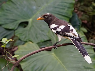 White-winged Magpie - Urocissa whiteheadi - Birds of the World