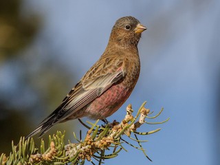 Brown-capped Rosy-Finch - Leucosticte australis - Birds of the World