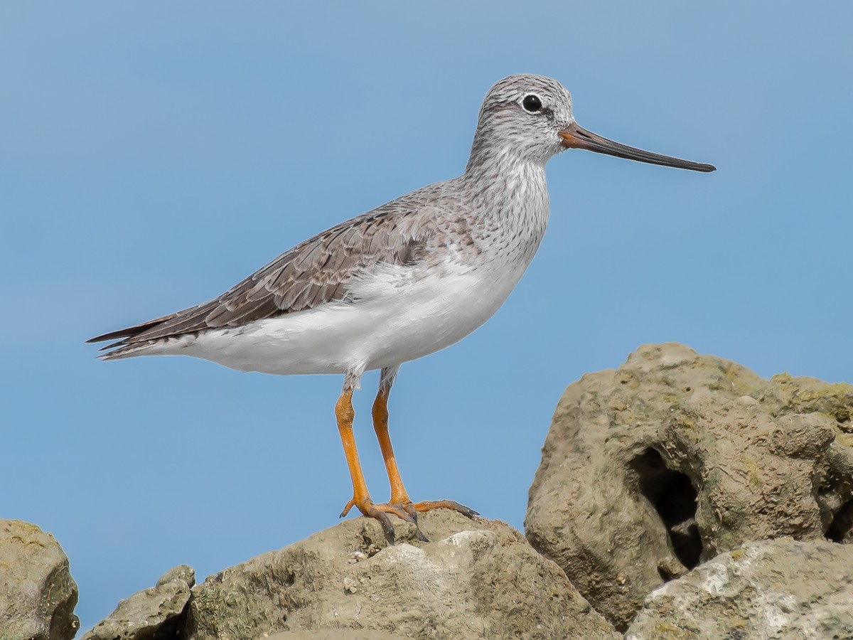 Terek Sandpiper - Xenus cinereus - Birds of the World