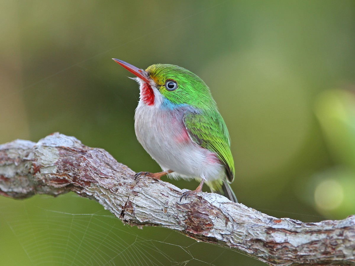 Cuban Tody - Todus multicolor - Birds of the World
