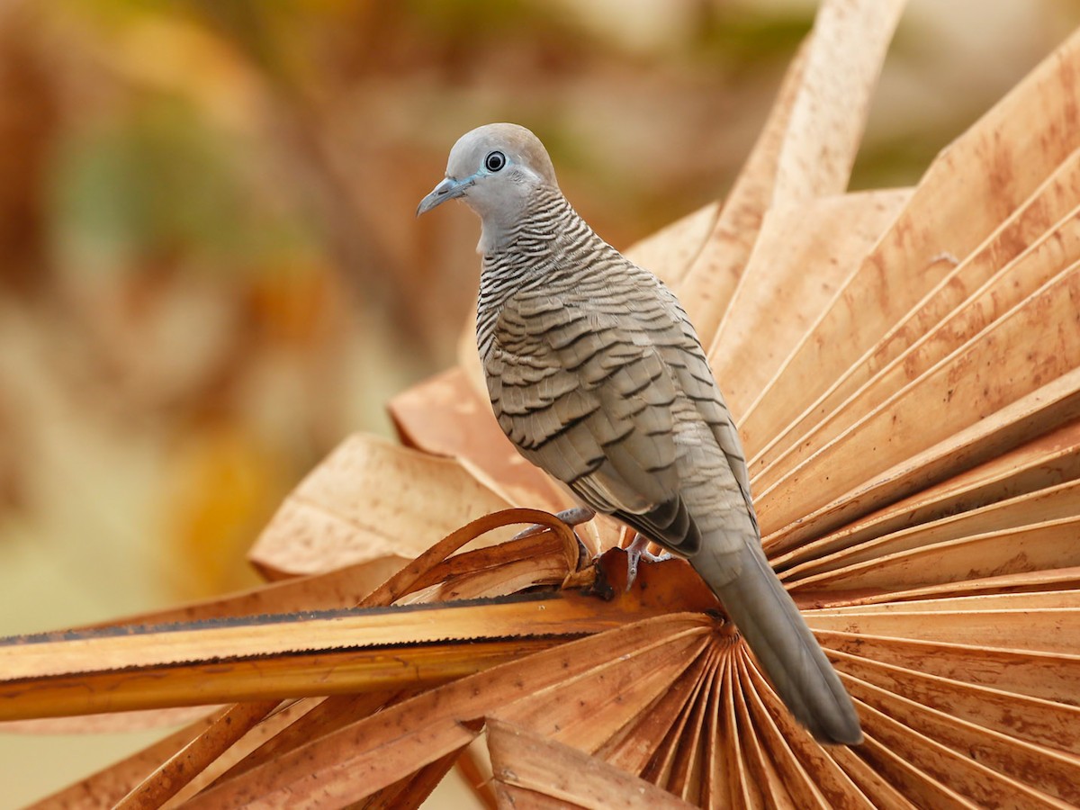 Zebra Dove - Geopelia striata - Birds of the World