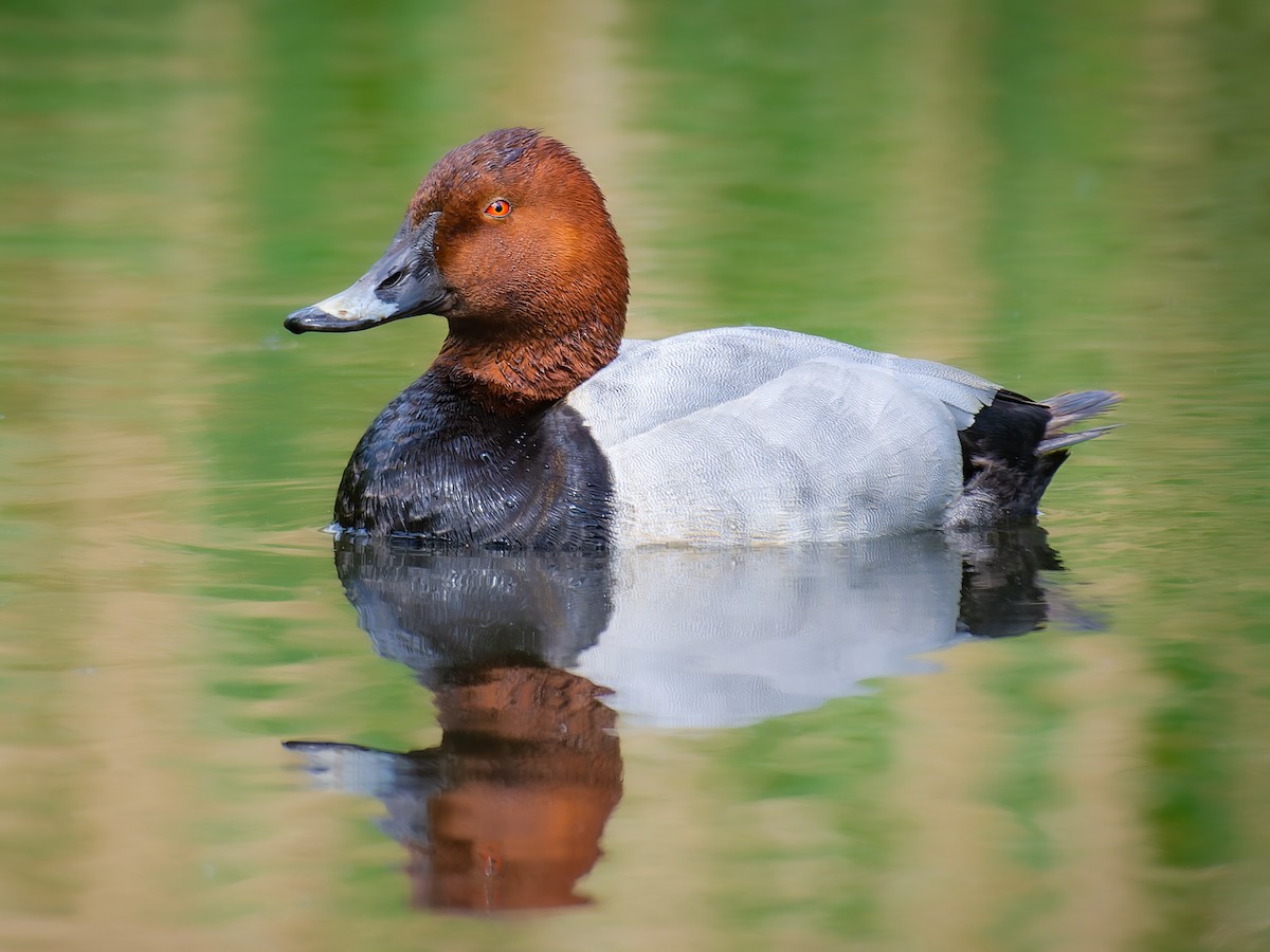 Common Pochard - Aythya ferina - Birds of the World