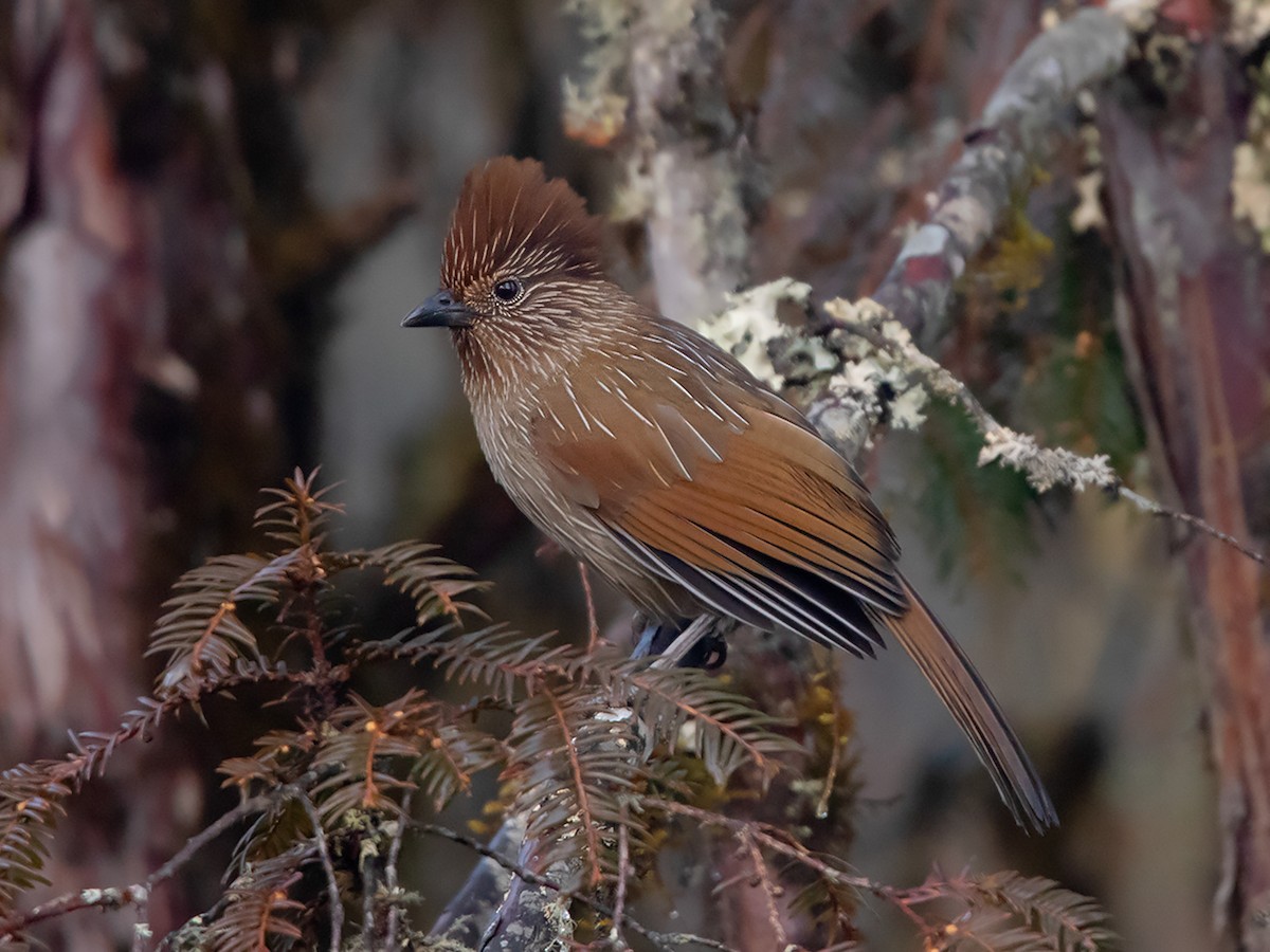 Striated Laughingthrush - Grammatoptila striata - Birds of the World