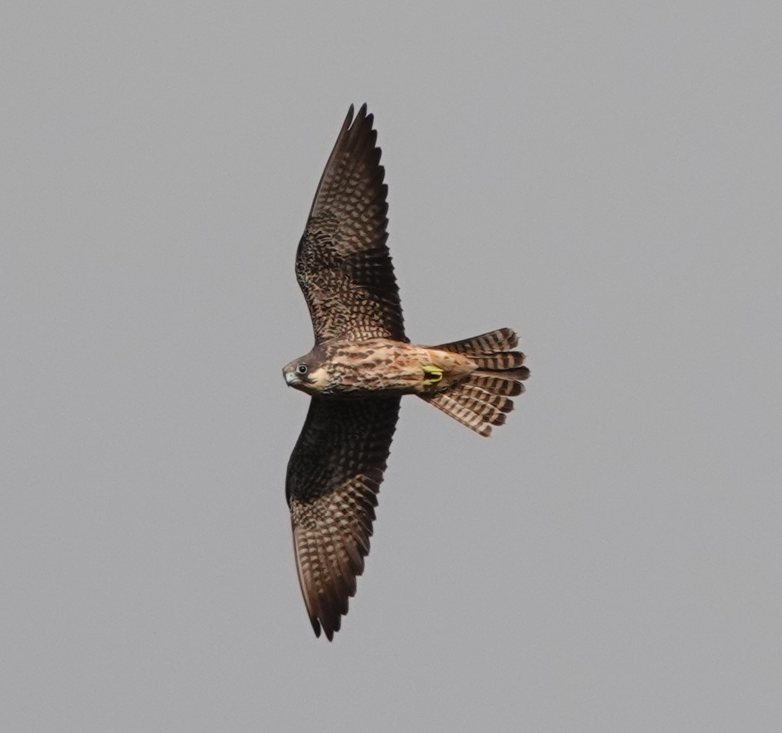 ML465736391 - Eleonora's Falcon - Macaulay Library