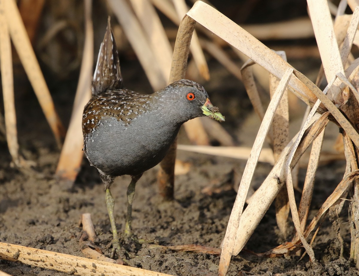 ML465743291 Australian Crake Macaulay Library
