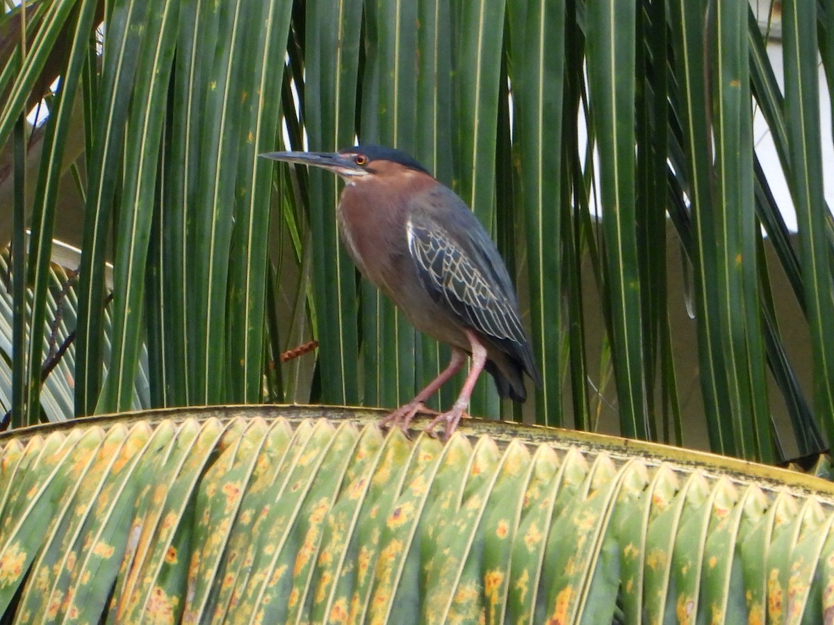eBird Checklist - 21 Jun 2022 - Colonarie River Mouth - 5 species