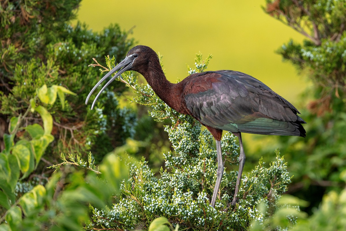 ML465768201 - Glossy Ibis - Macaulay Library