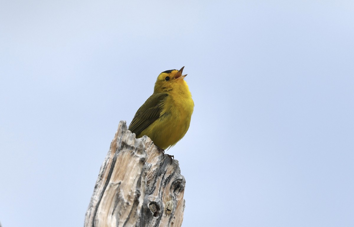 ML465779501 - Wilson's Warbler - Macaulay Library