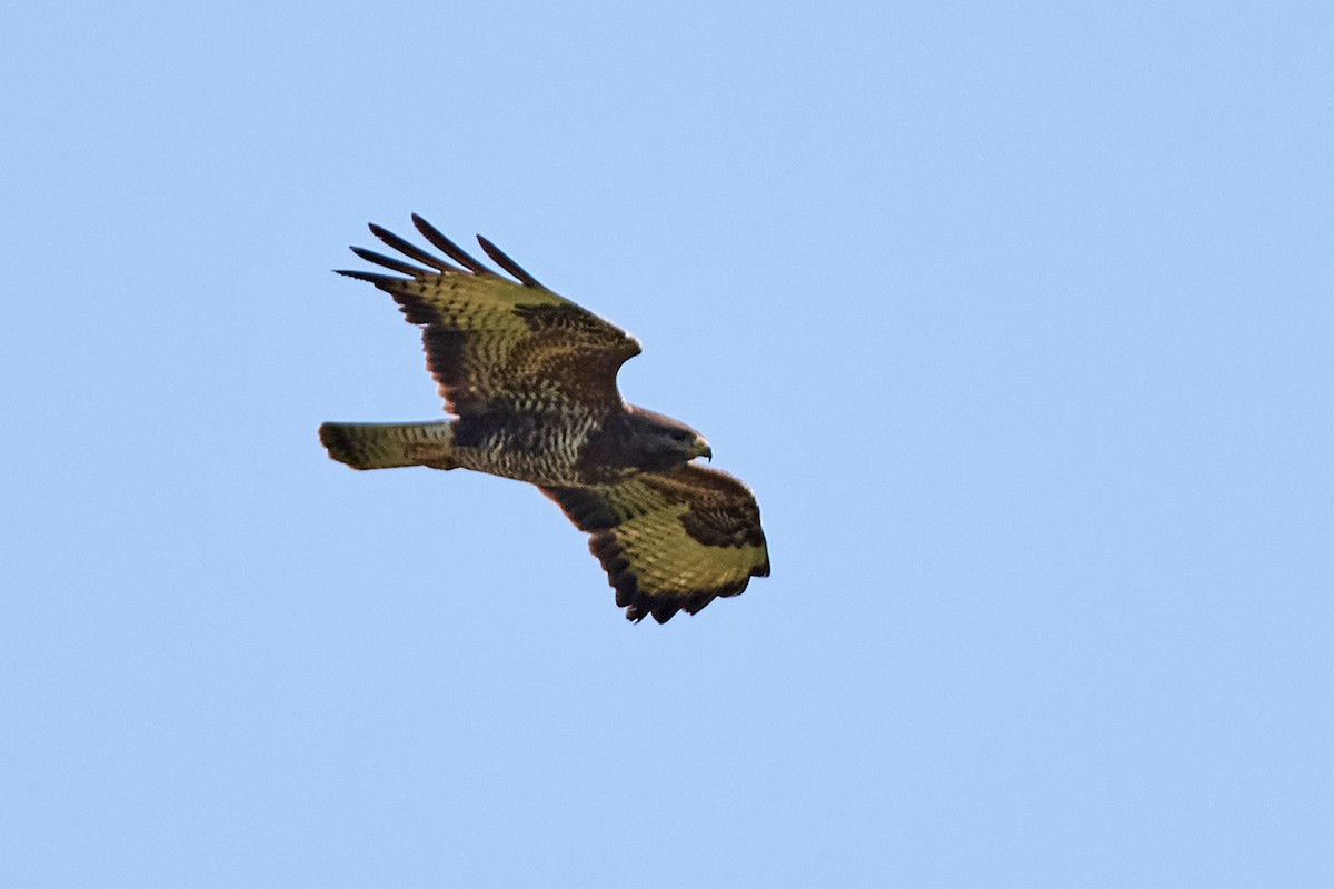 ML465780221 Common Buzzard (Western) Macaulay Library