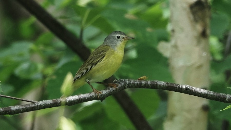 Tennessee x Nashville Warbler (hybrid) - eBird