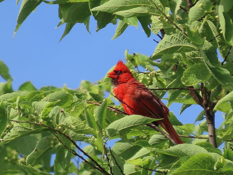 ML465893151 - Northern Cardinal - Macaulay Library ML465893151 - Northern Cardinal - Macaulay Library