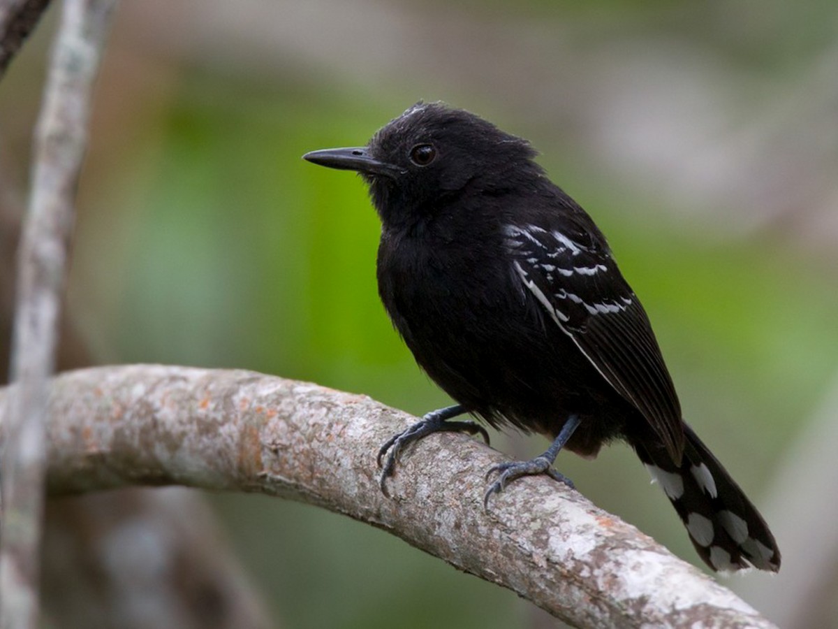 Jet Antbird - Cercomacra nigricans - Birds of the World