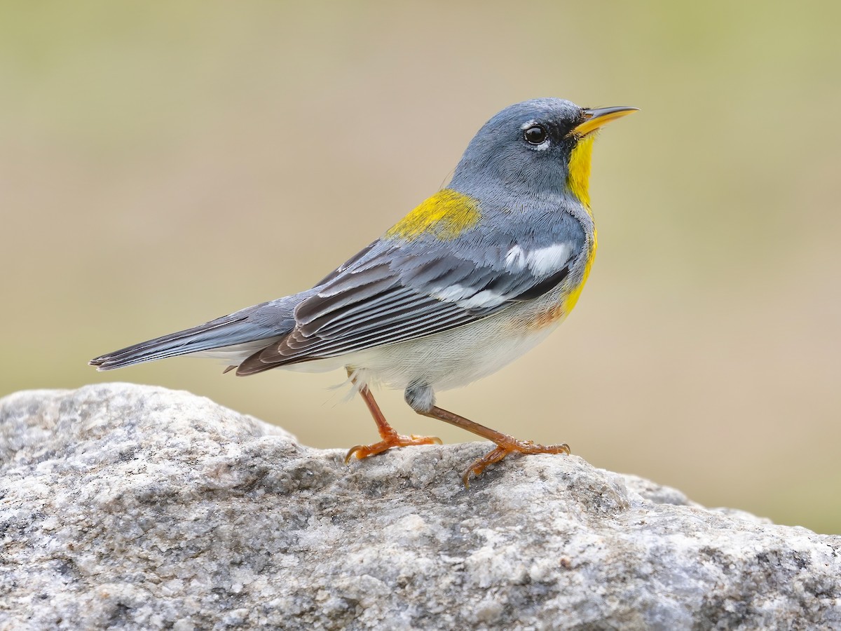 Northern Parula Northern Parula – Birdfinding.info