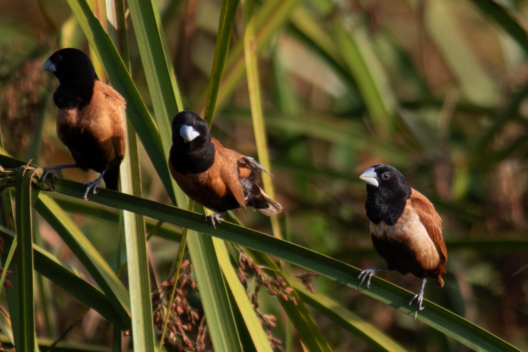 Capuchino Tricolor (forma de Flancos Blancos) - eBird