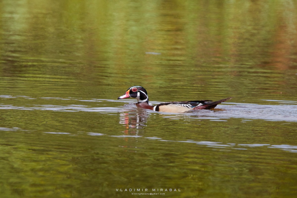 eBird Caribbean Checklist - 8 Jul 2022 - Área Protegida La Coca - 32 ...