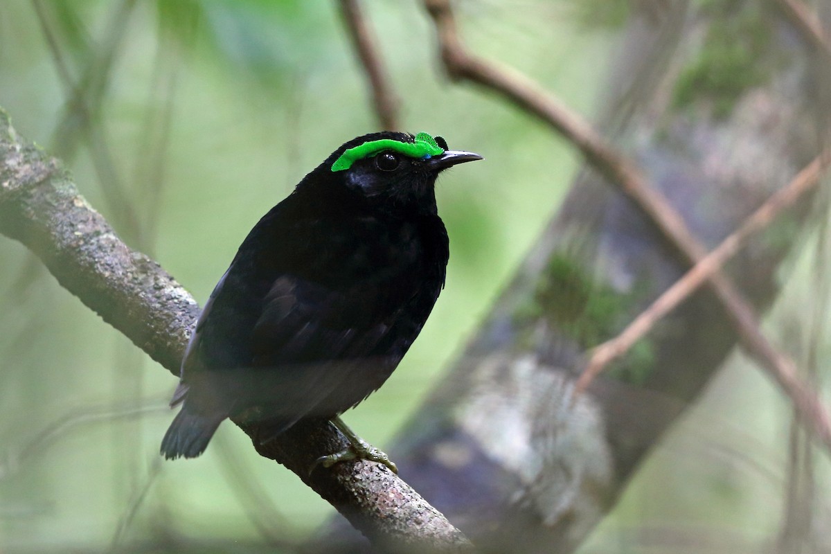 Velvet Asity - Philepitta castanea - Birds of the World